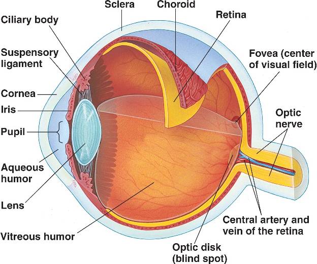 Describe The Structure Of Human Eye Science The Human Eye And The Describe The Structure Of Human Eye Science The Human Eye And The
