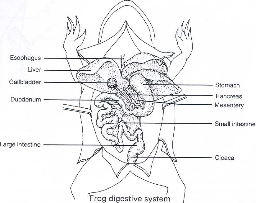 Dissection Of The Frog Dissection Of The Frog