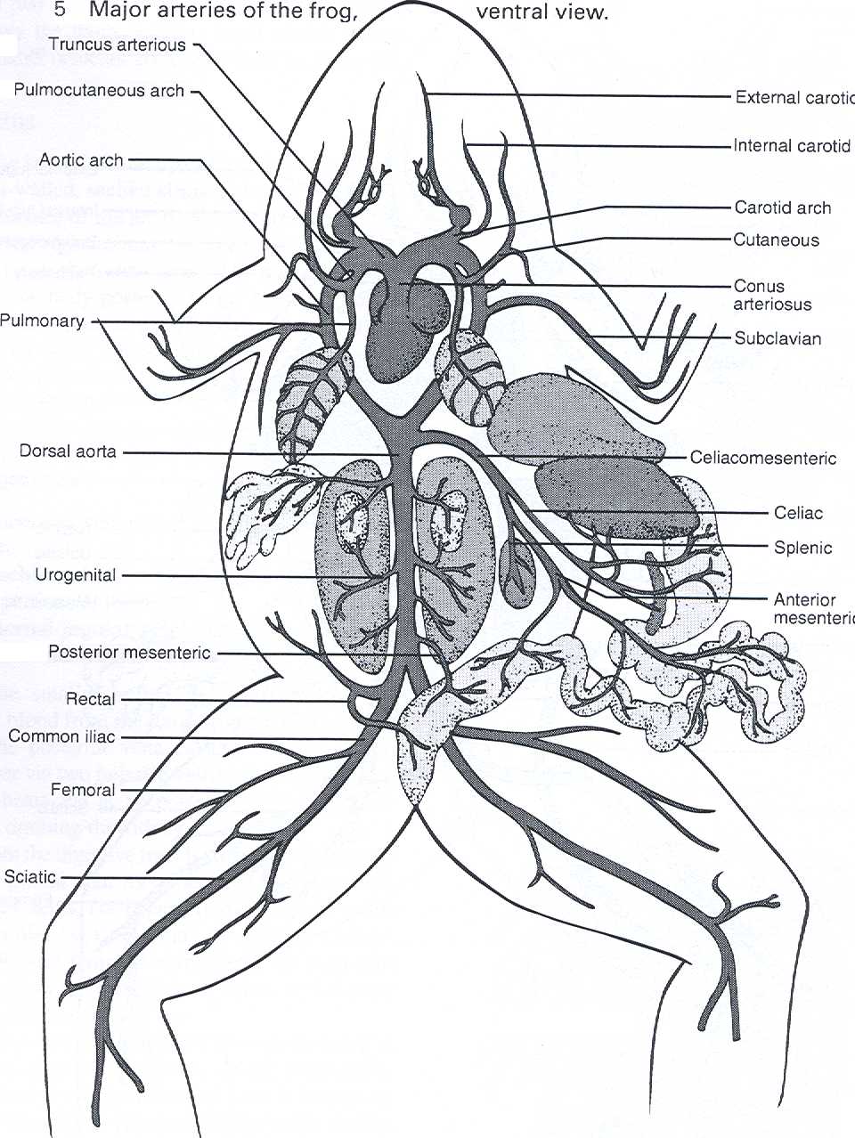 Frog Dissection Lab Game Holdenac