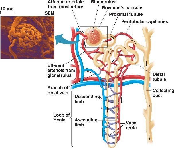Nephron function html 44 14eMamExcrSysFiltrate L jpg Nephron function html 44 14eMamExcrSysFiltrate L jpg